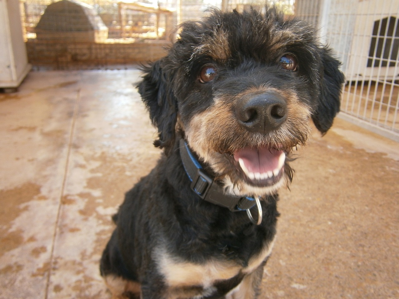 My First Week: A Rescue Dog's Journey to Hope and Happiness - Max's Ark ...