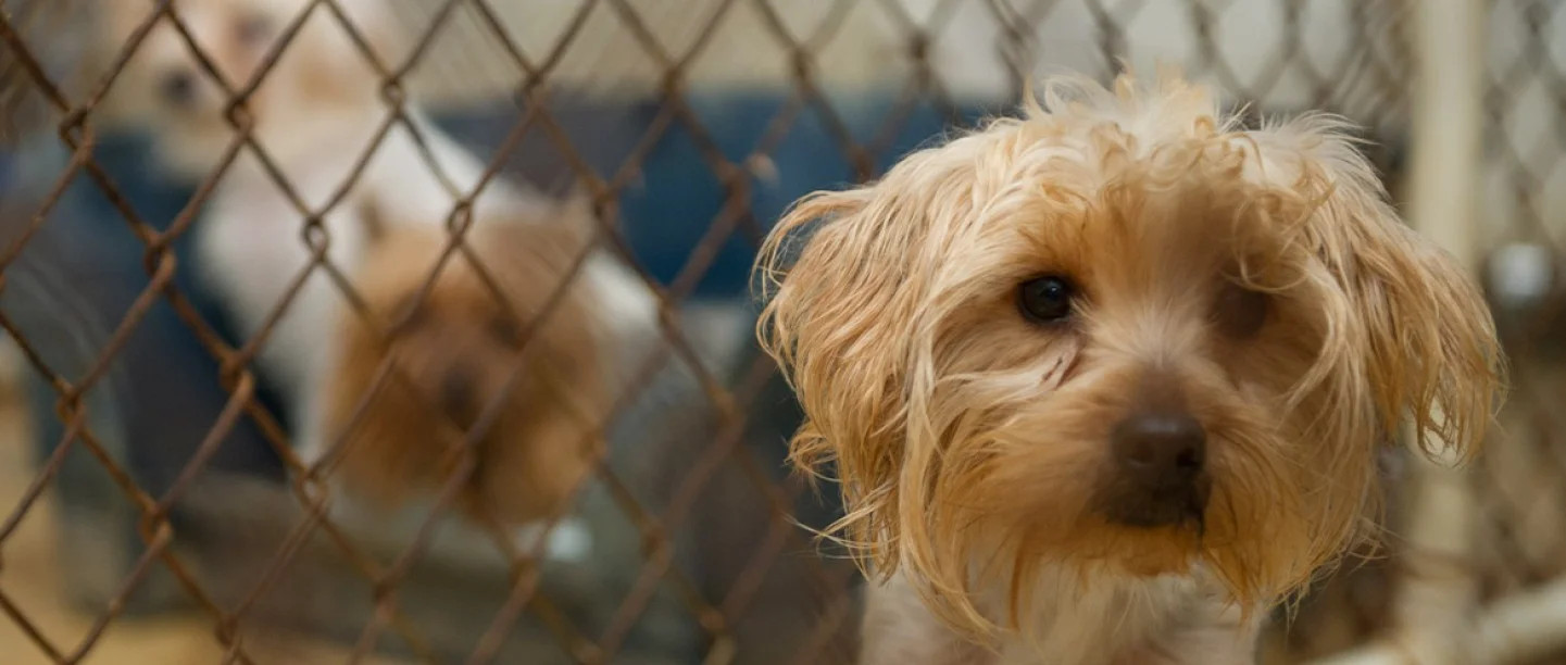 From Darkness to Light: The Inspiring Journey of a Puppy Mill Mama ...