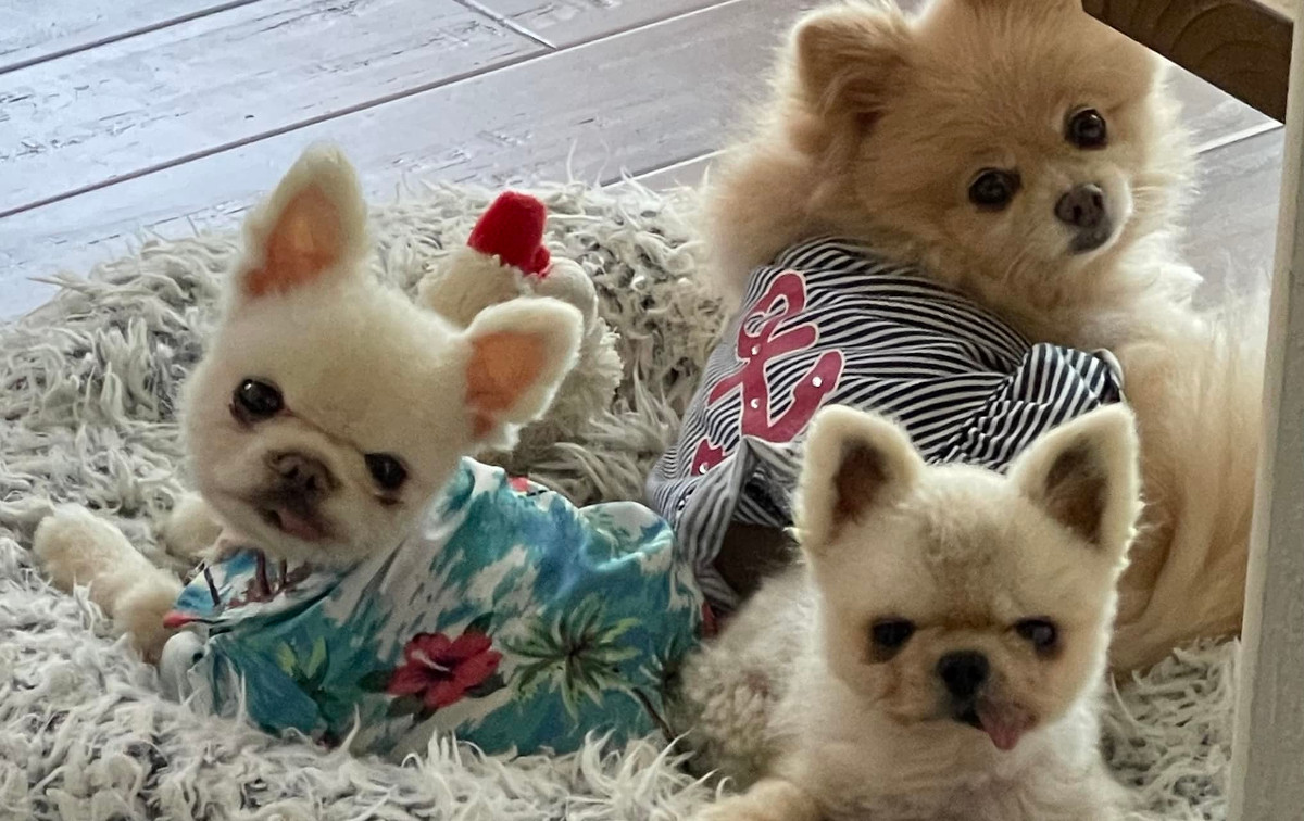Why We Chose to Rescue a Dog Instead of Purchasing a Puppy - Max's Ark ...