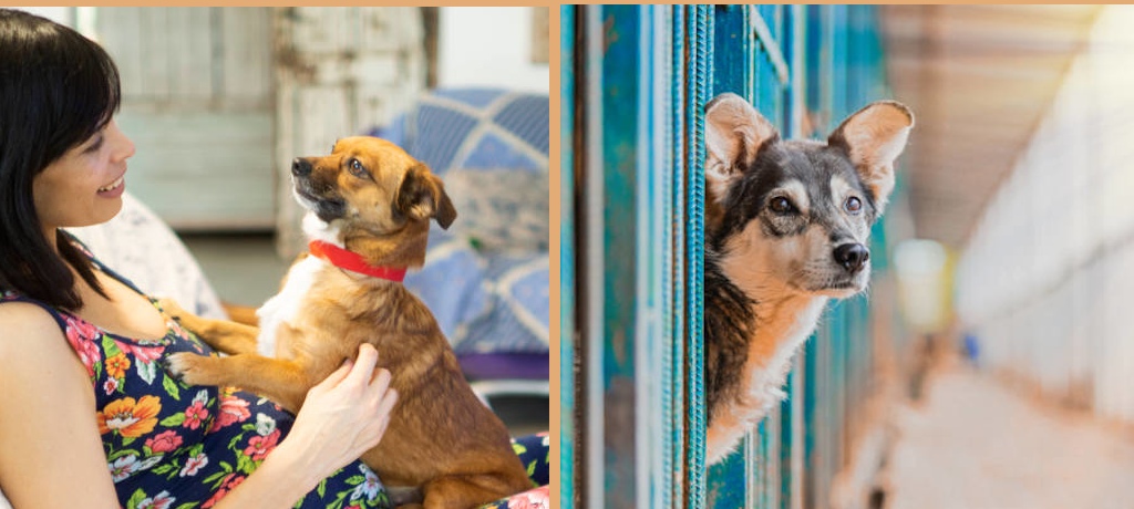 Understanding the Difference: Pet Shelter vs. Pet Rescue - Max's Ark Rescue