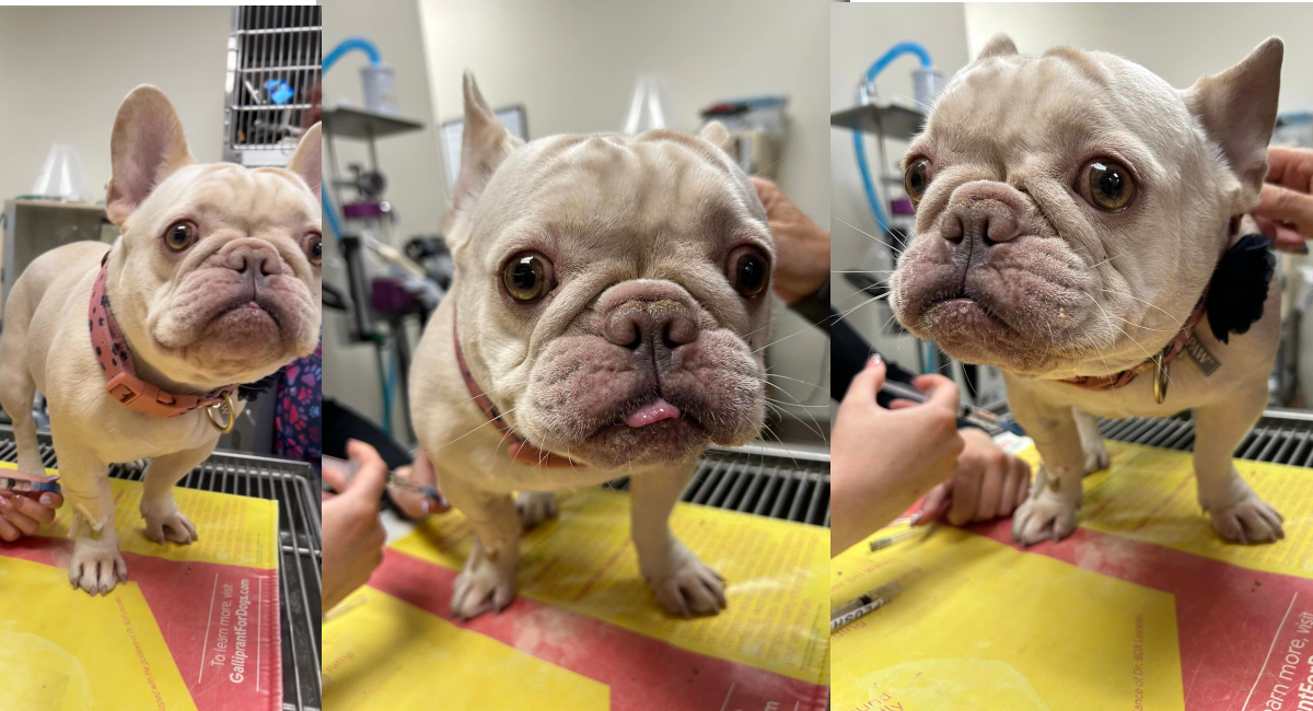 Why It's Important to Get Second Opinions When Taking Your Dog to ...