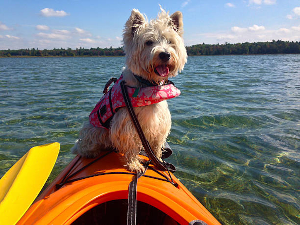 Taking Your Dog Kayaking for the First Time: Tips for a Pawsome ...