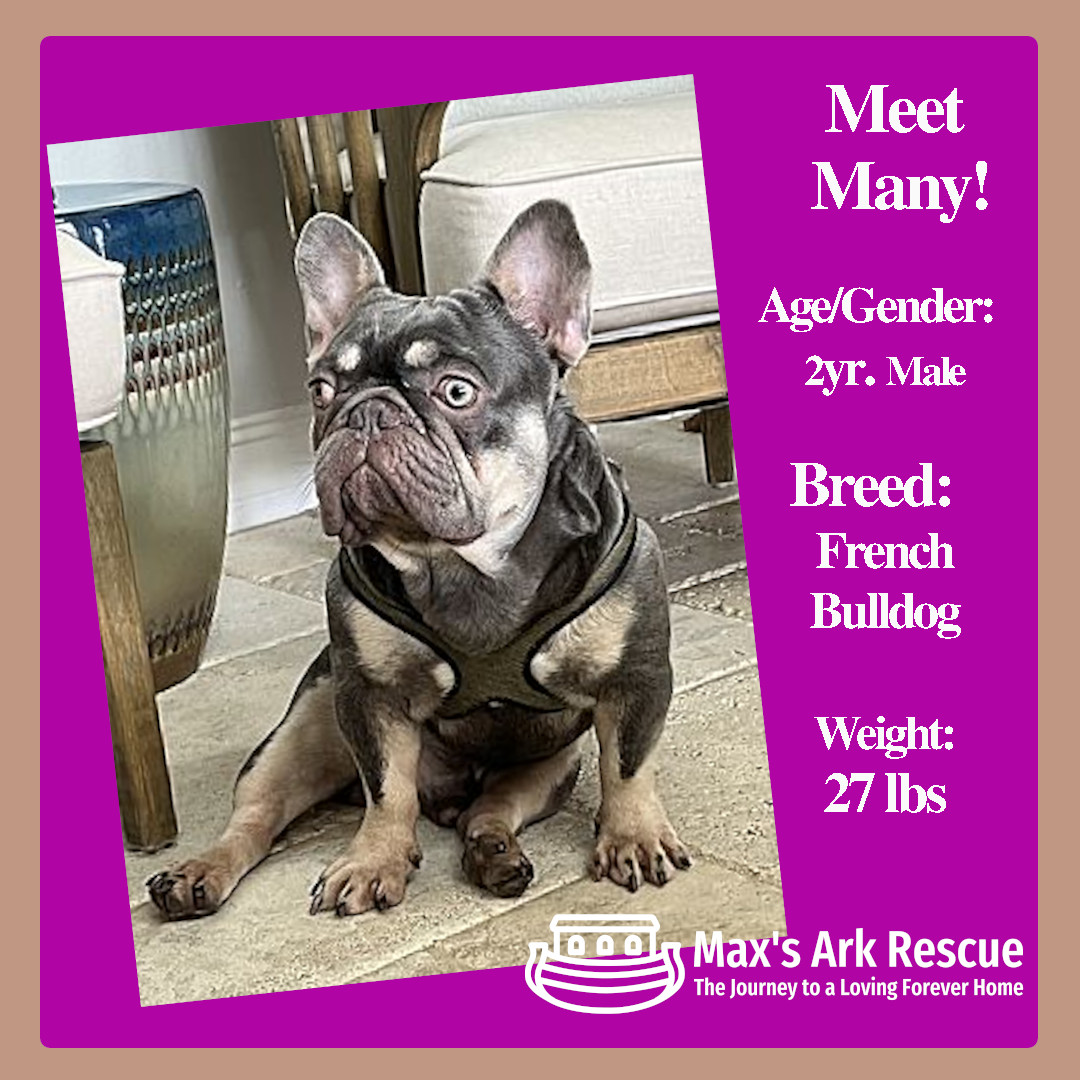 Adopt - Max's Ark Rescue
