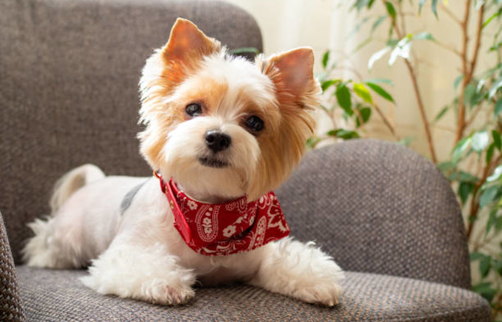 Remembering Ella: Coping with the Loss of My Beloved Rescue Yorkie ...