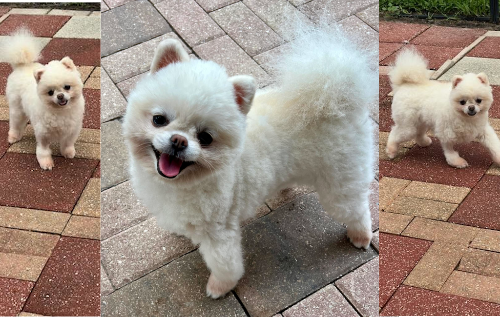 Rescue Dogs, Veterinary Care Costs, and the Importance of Adoption Fees ...