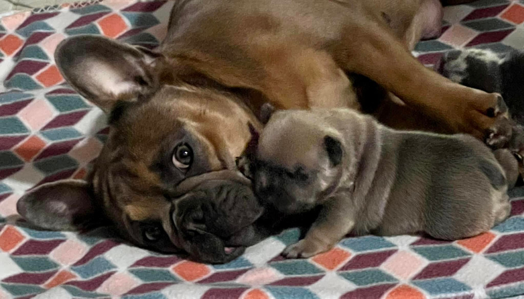 The Myth of the "7 Dog Years" Rule - Max's Ark Rescue