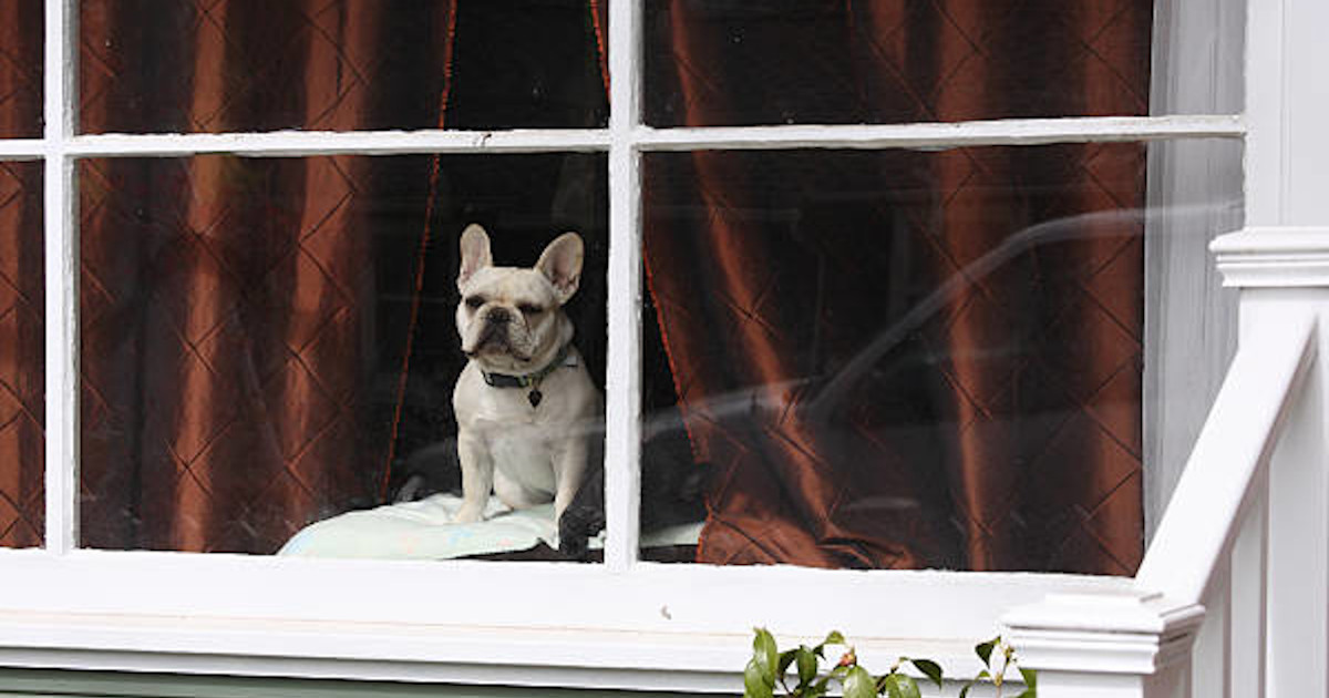 Why Max's Ark is Picky About Adoptions (and Why Age Matters) - Max's ...