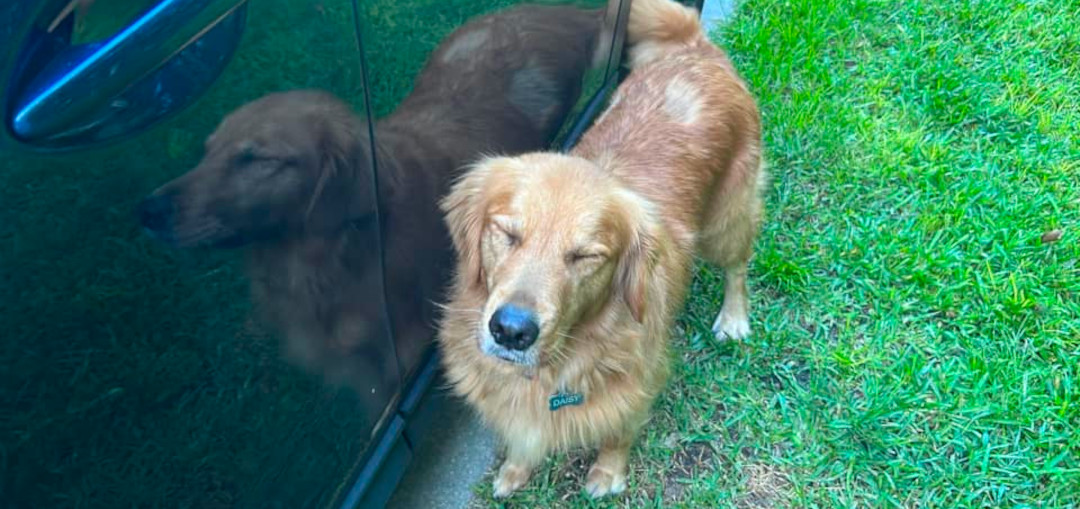 8 Incredible Things Dogs Can Sense - Max's Ark Rescue