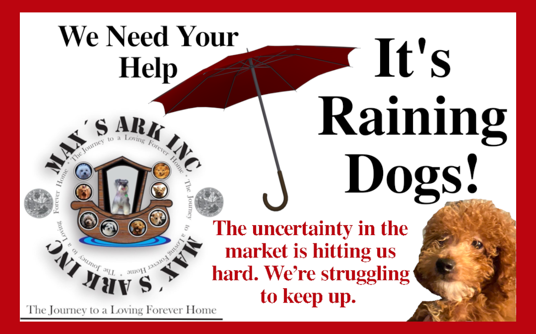 It's Raining Dogs! We Need your Help - Max's Ark Rescue