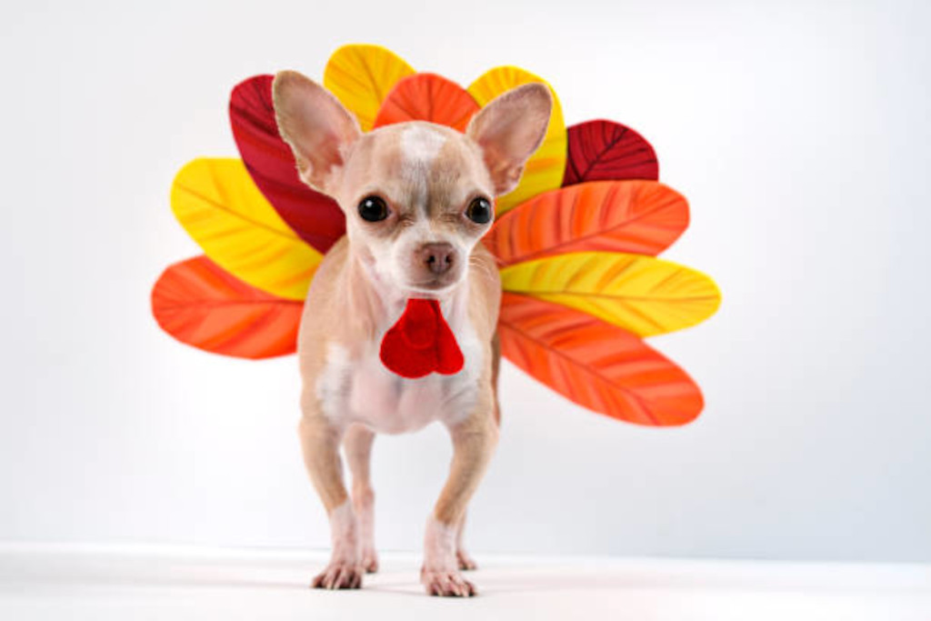 Welcoming Fall with Rescue Dogs: A Season of Fresh Starts 🍂🐾 - Max's ...