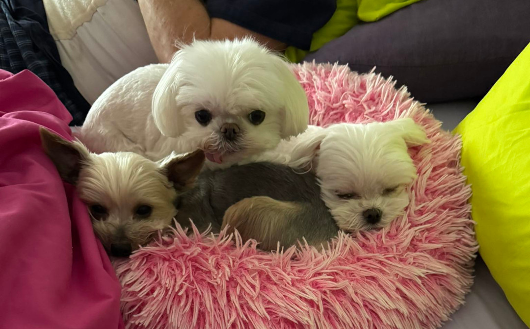 Should I Get a Second Dog? - Max's Ark Rescue